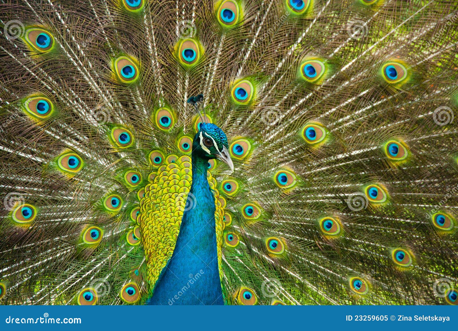 Peacock pride stock image. Image of plumage, display - 23259605