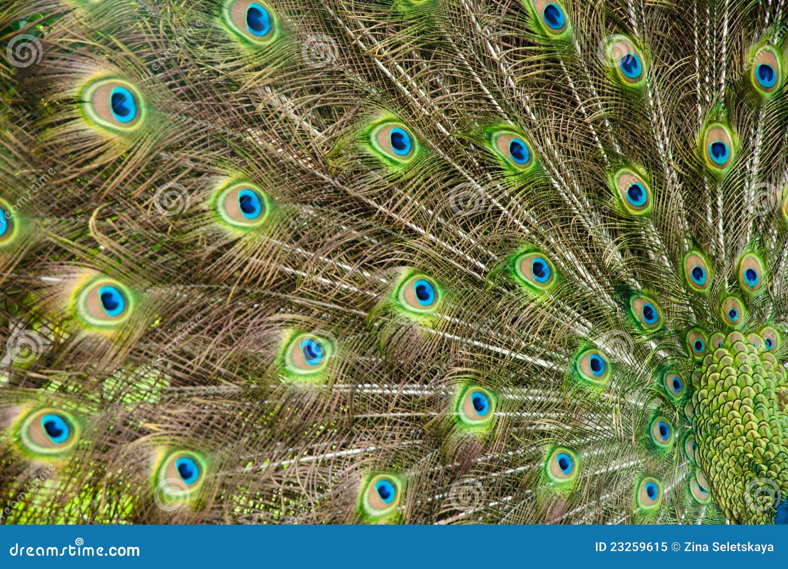 Peacock pride stock image. Image of birds, peacocks, exotic - 23259615
