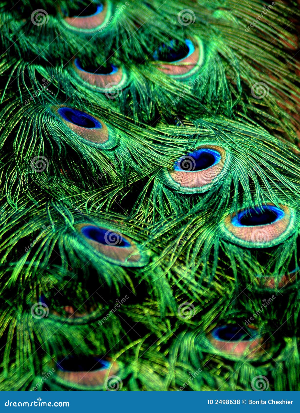 Peacock Pride stock photo. Image of design, peacock, vibrant - 2498638