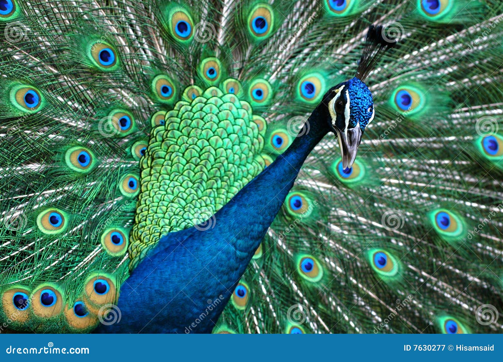 Peacock Prince stock image. Image of male, luck, gorgeous - 7630277