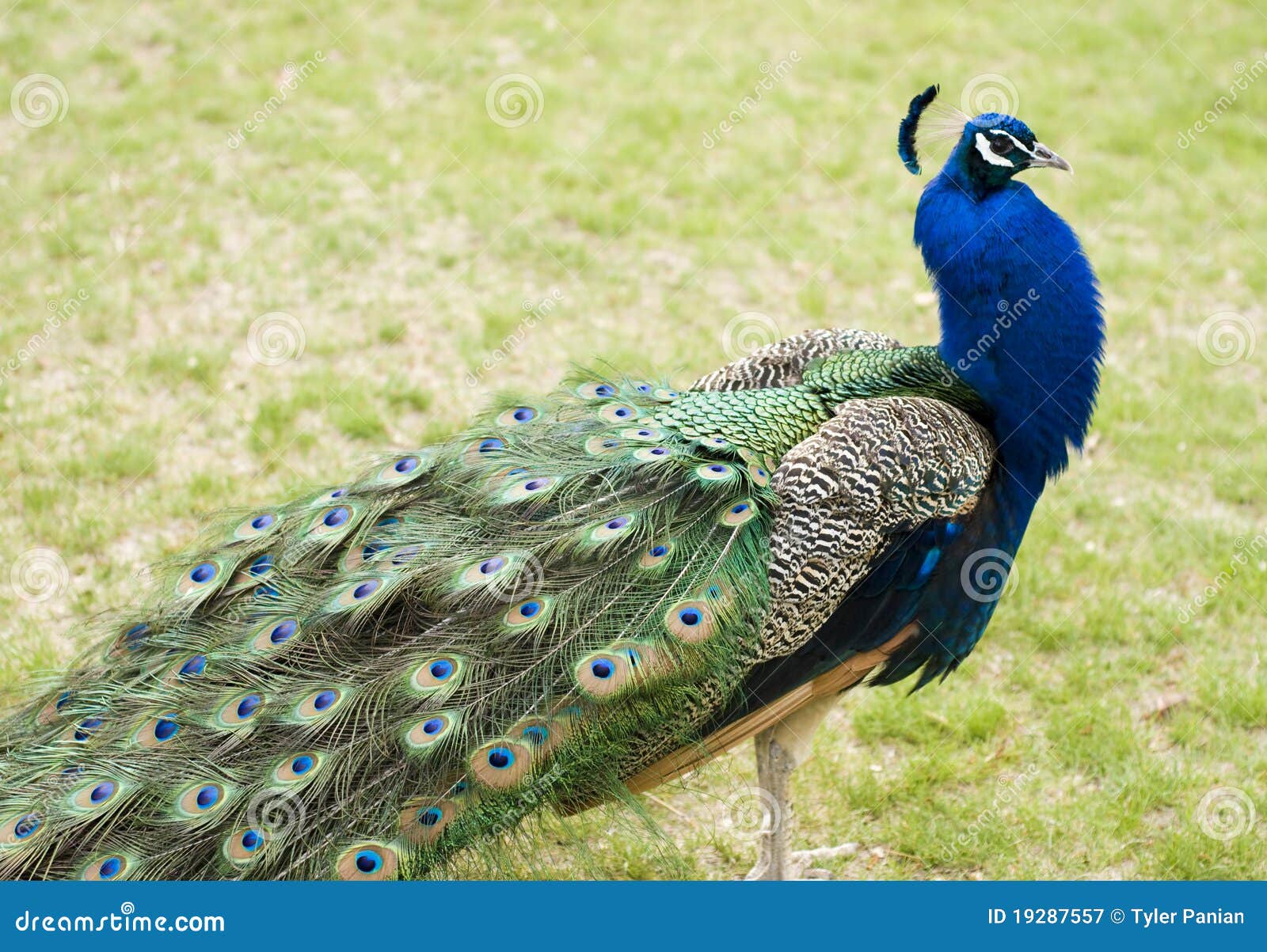 Peacock profile stock image. Image of male, animal, dancing - 19287557