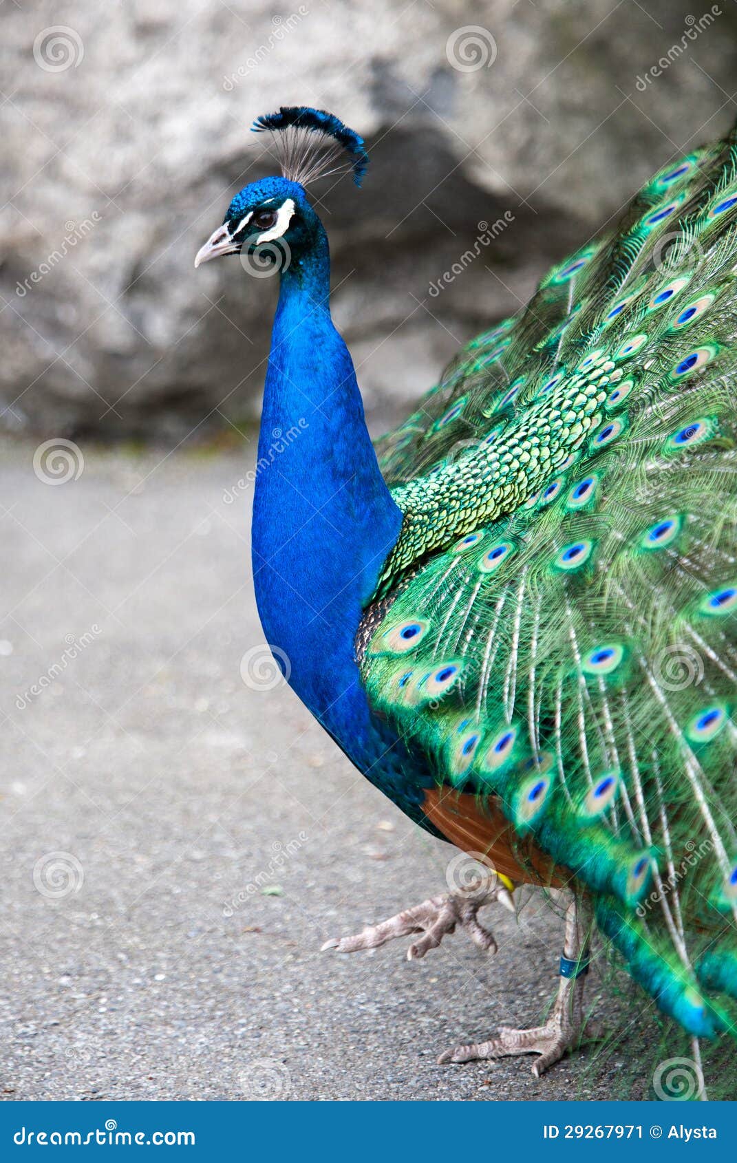 Peacock Profile stock image. Image of showingoff, plumage - 29267971