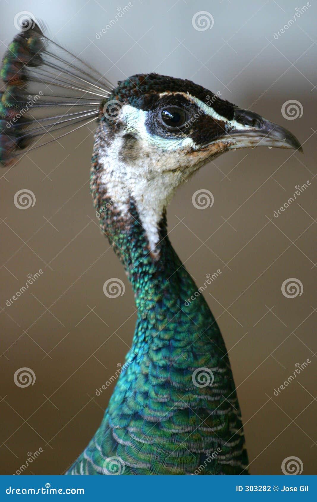 Peacock Profile stock photo. Image of waimeha, feathers - 303282