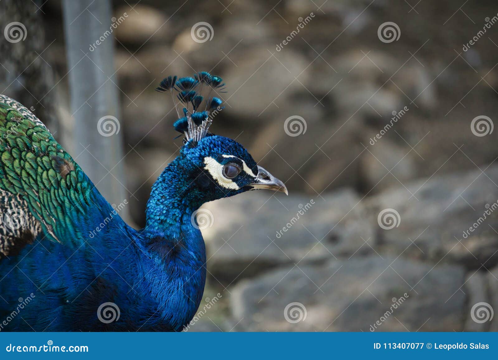 Peacock Profile Royalty-Free Stock Photo | CartoonDealer.com #26875191