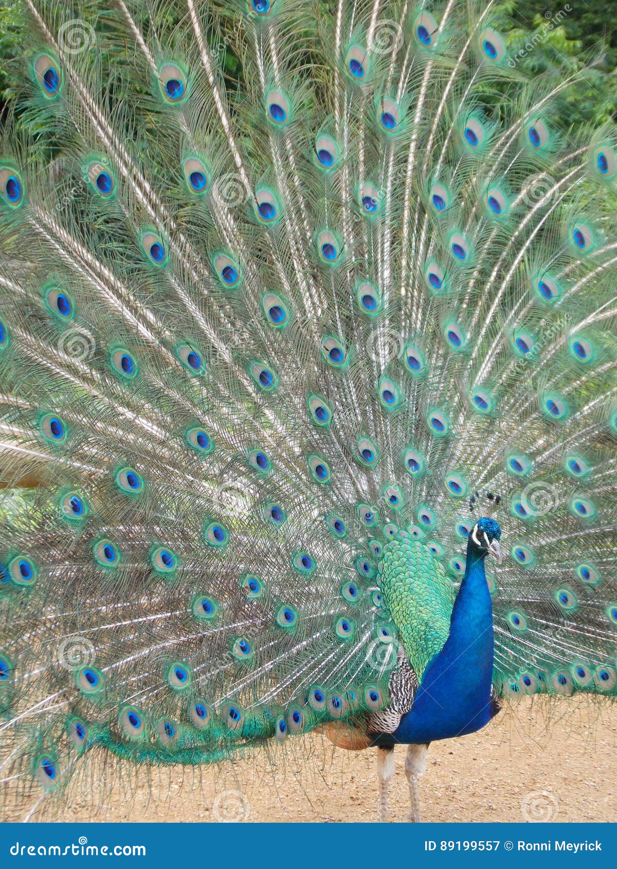 Peacock Profile stock image. Image of peacock, beauty - 89199557