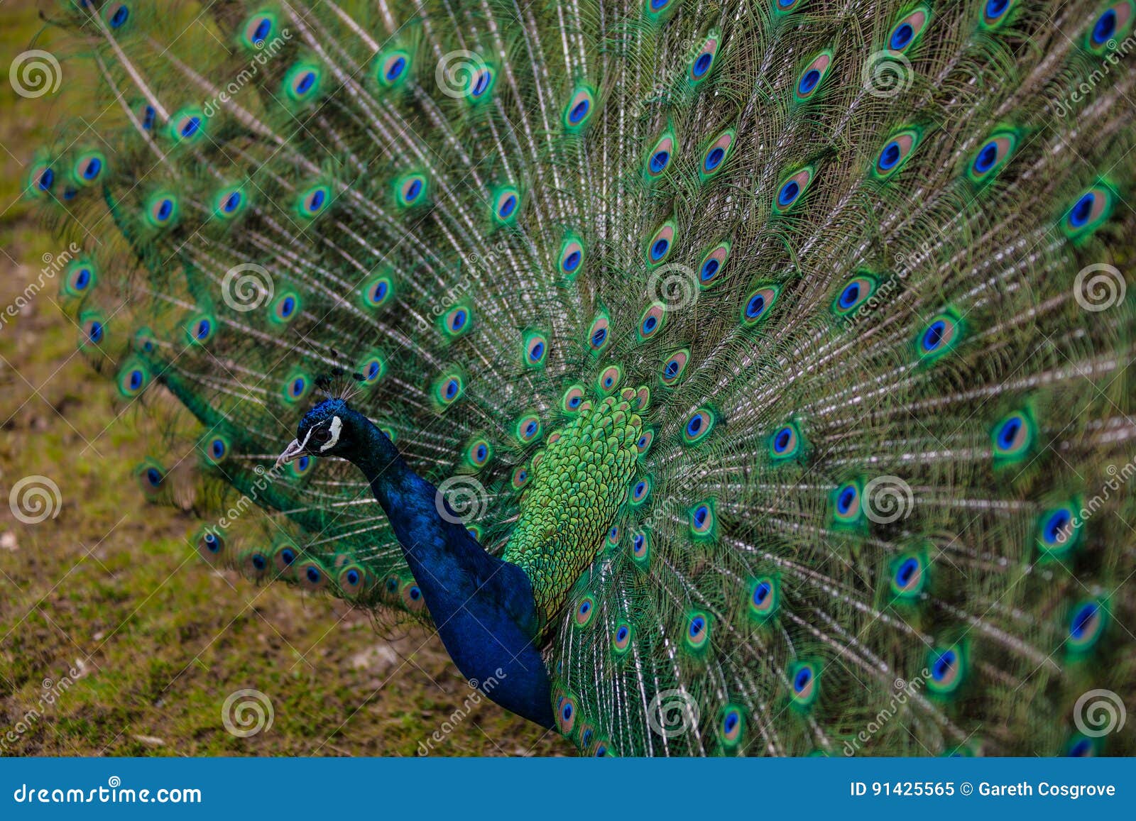 Peacock profile stock image. Image of display, animal - 91425565