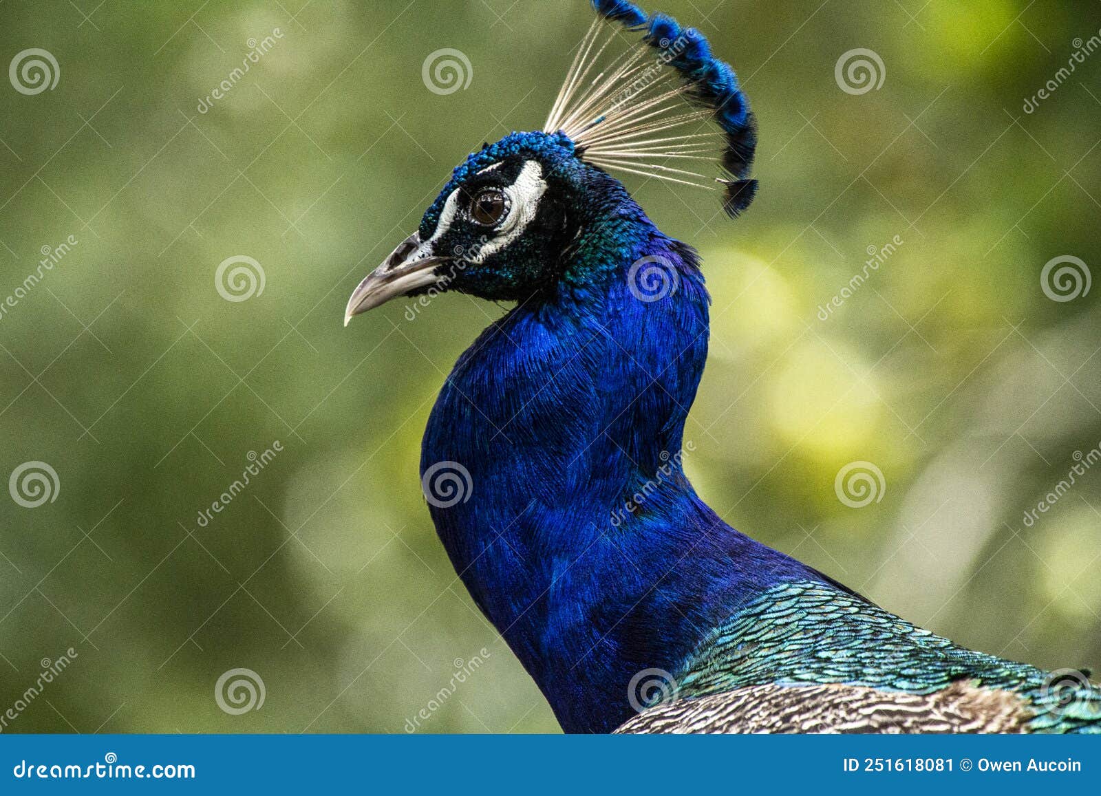 Peacock stock image. Image of lafayette, profile, peacock - 251618081