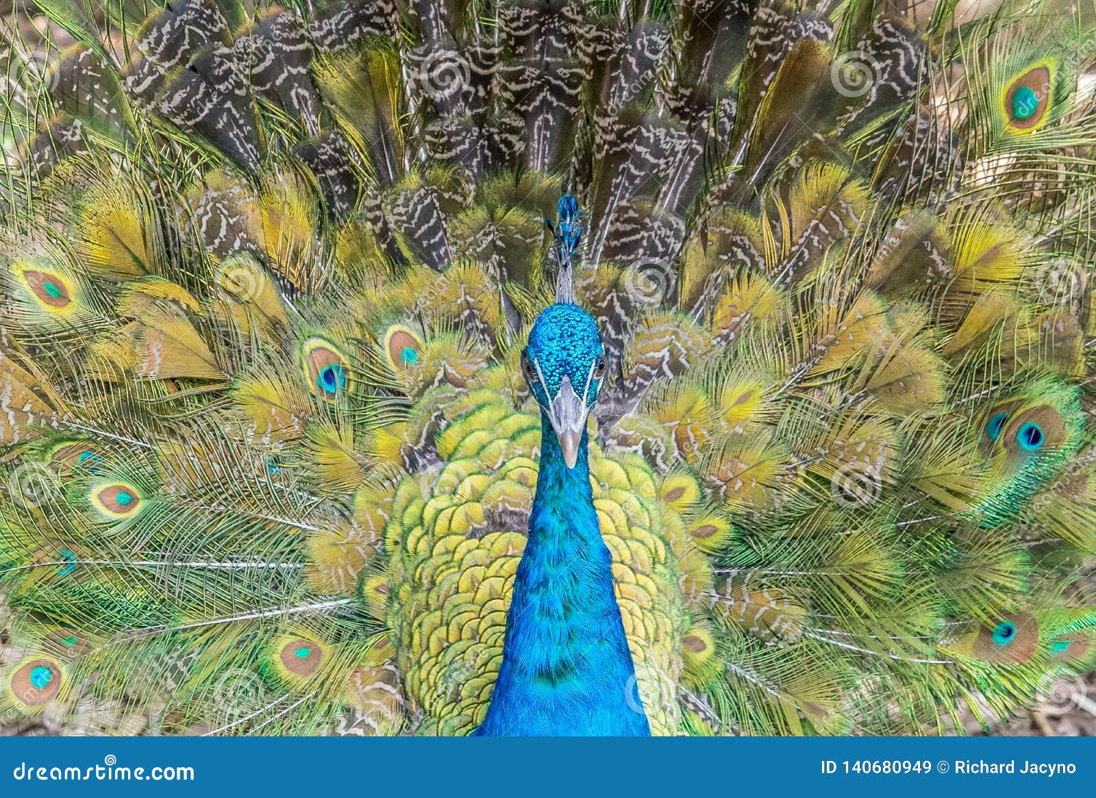 Peacock Proudly Demonstrating Its Beautiful Colorful Feathers Stock ...