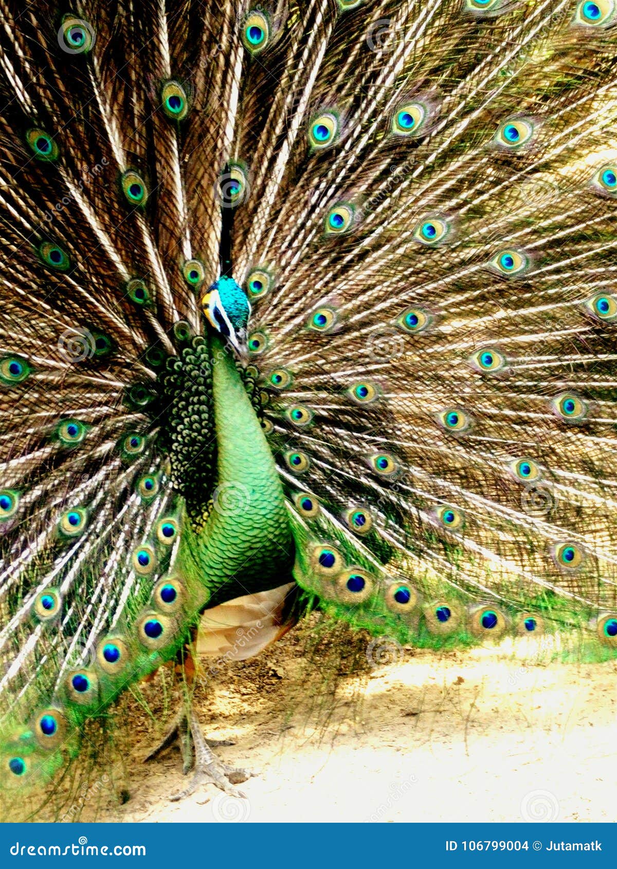 Peacock stock photo. Image of annimal, queen, bird, peacock - 106799004