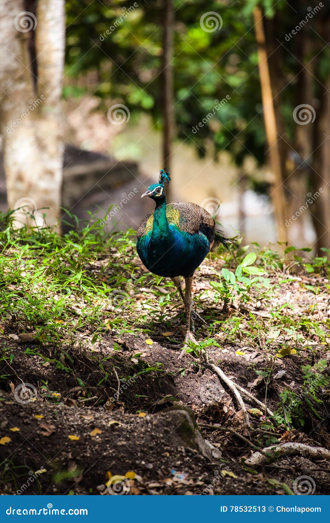 Peacock stock image. Image of elegance, peafowl, nature - 78532513