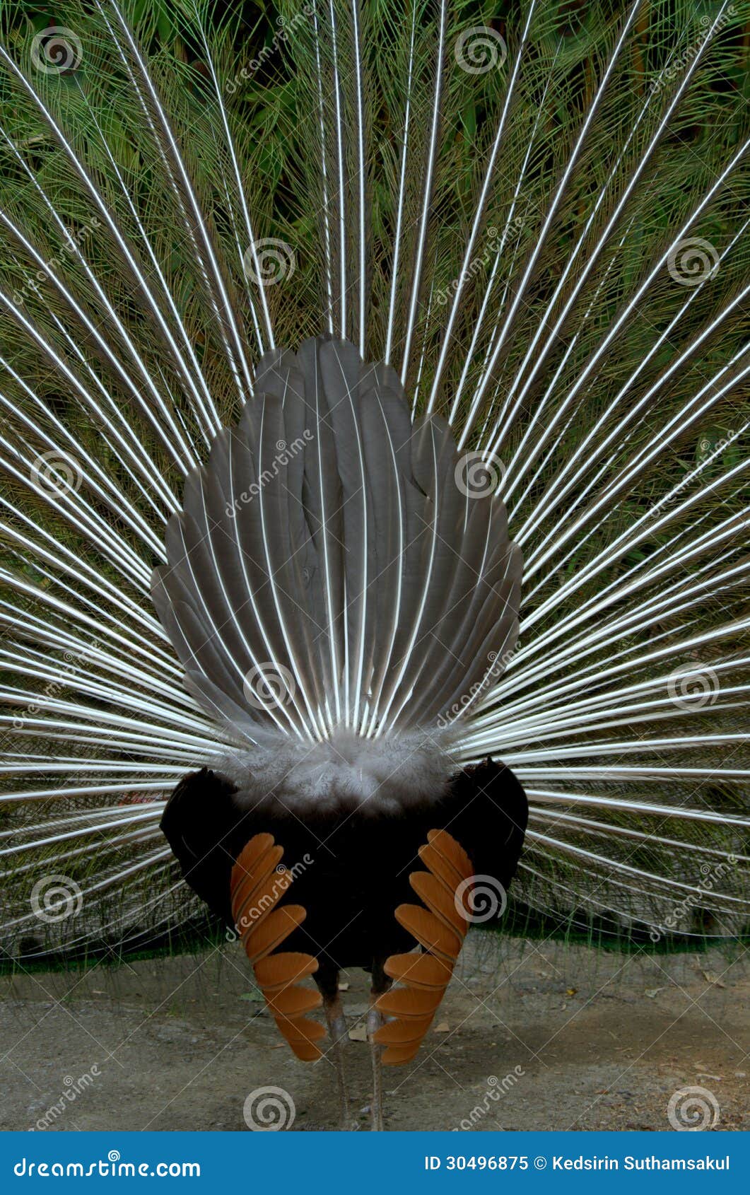Peacock rear stock image. Image of beautiful, bird, male - 30496875