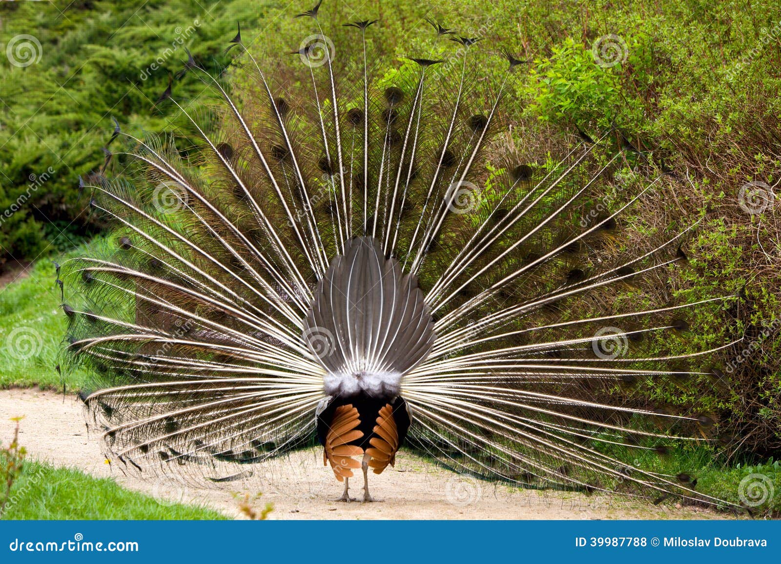 Peacock rear view stock photo. Image of tail, rear, park - 39987788