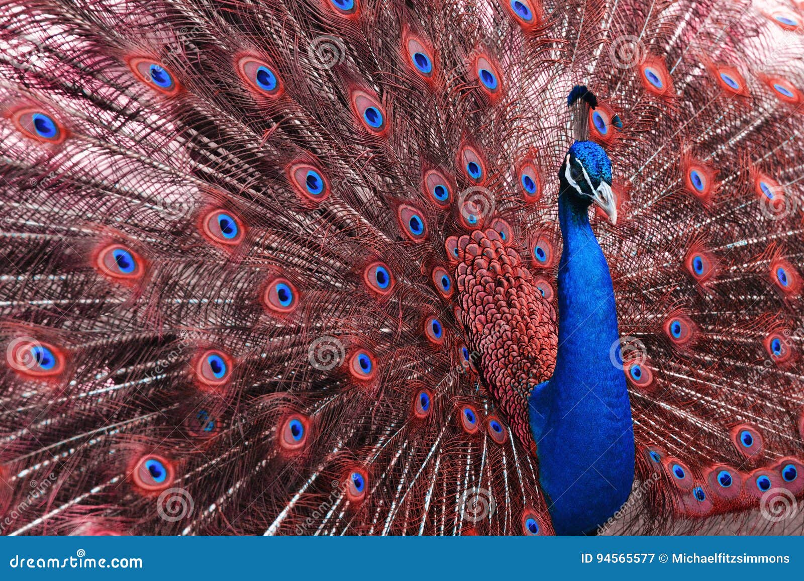 Peacock with Red Feathers stock image. Image of nature - 94565577