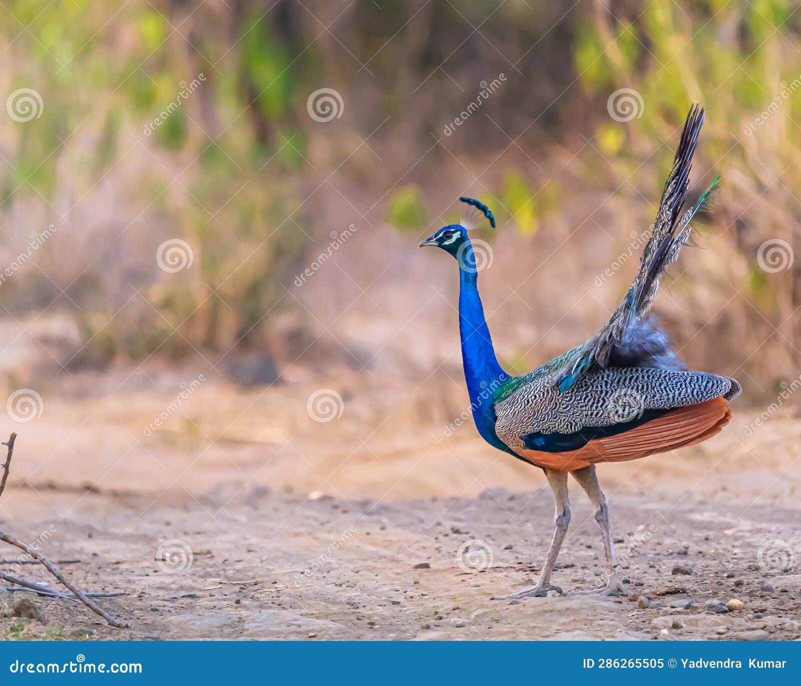 A peacock roaming stock image. Image of tropical, brilliancy - 286265505