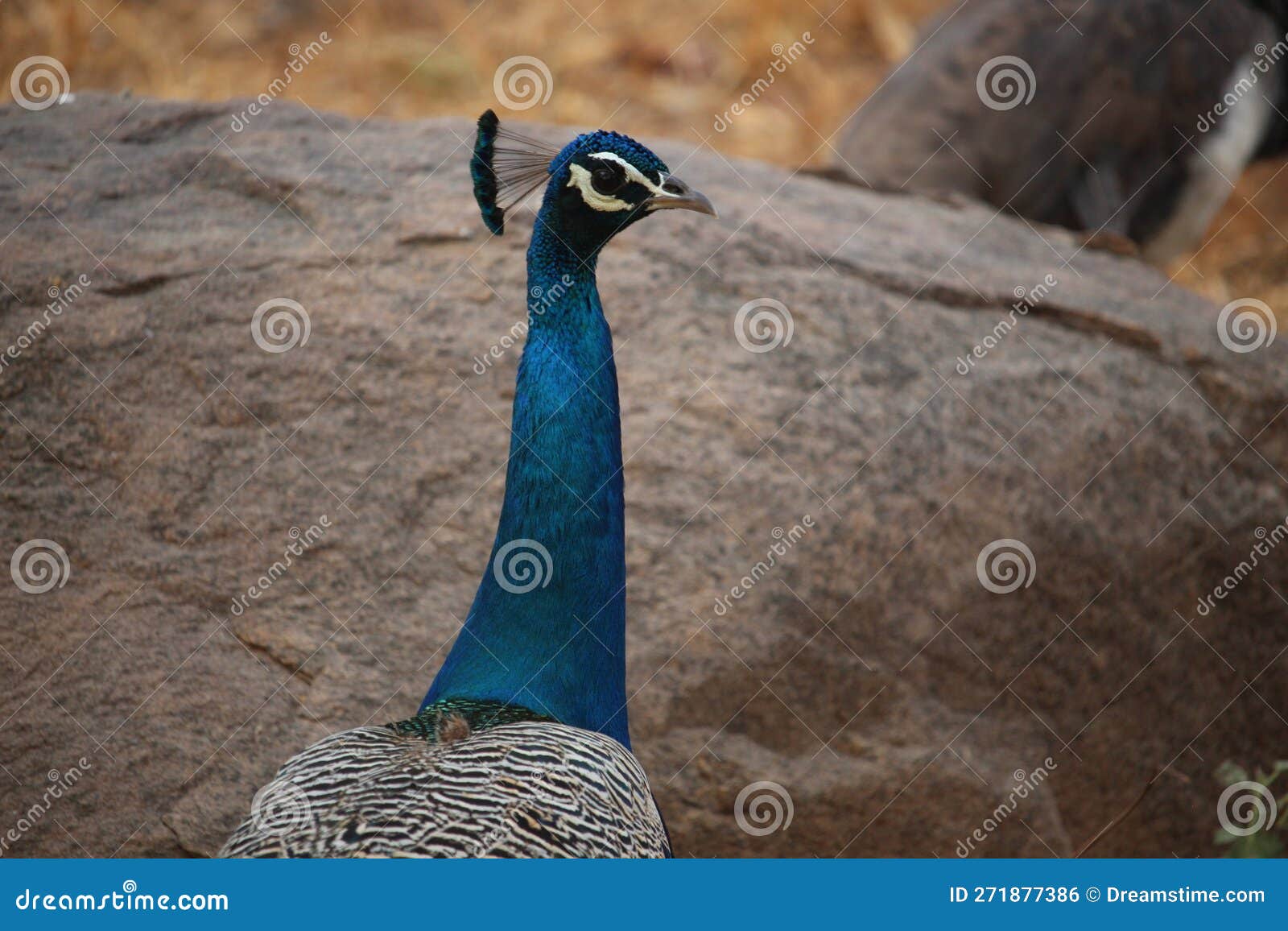 Peacock on a Rock Background Stock Photo - Image of rock, background ...