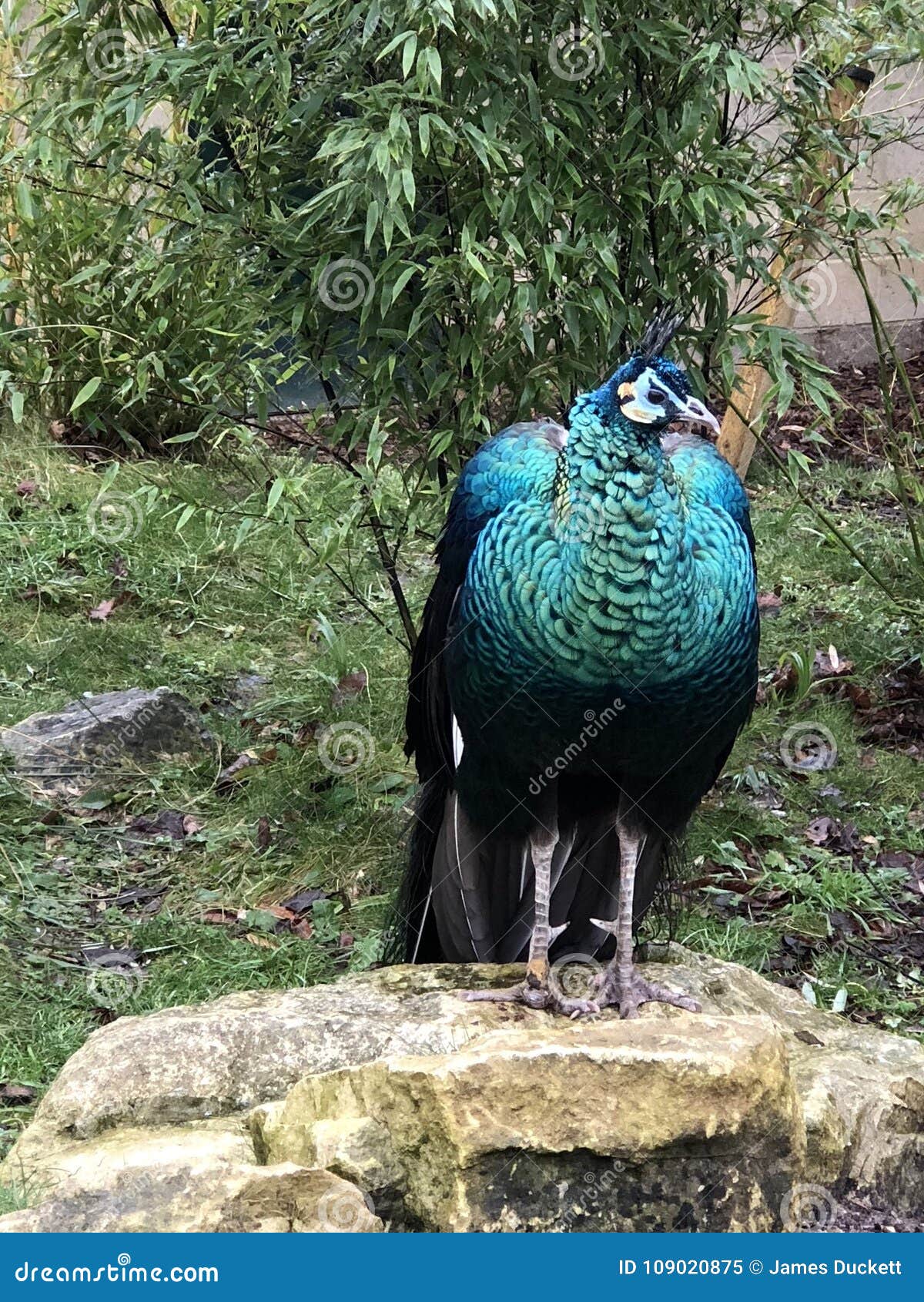 Peacock on rock stock image. Image of peacock, rock - 109020875