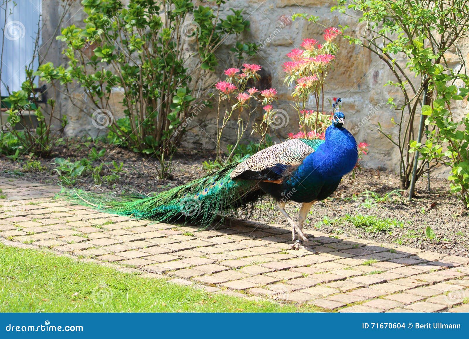 Peacock stock photo. Image of feather, animal, bird, roof - 71670604