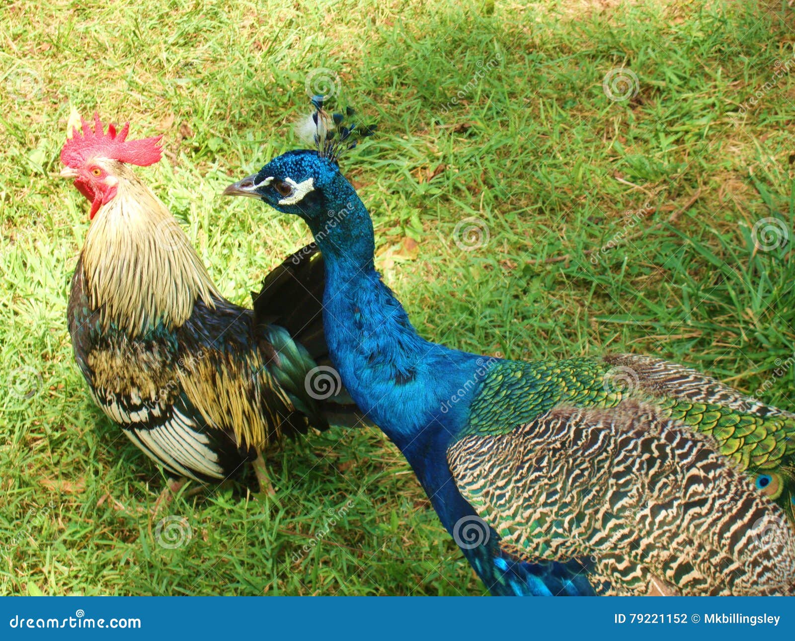 Peacock and rooster stock photo. Image of peacock, rooster - 79221152