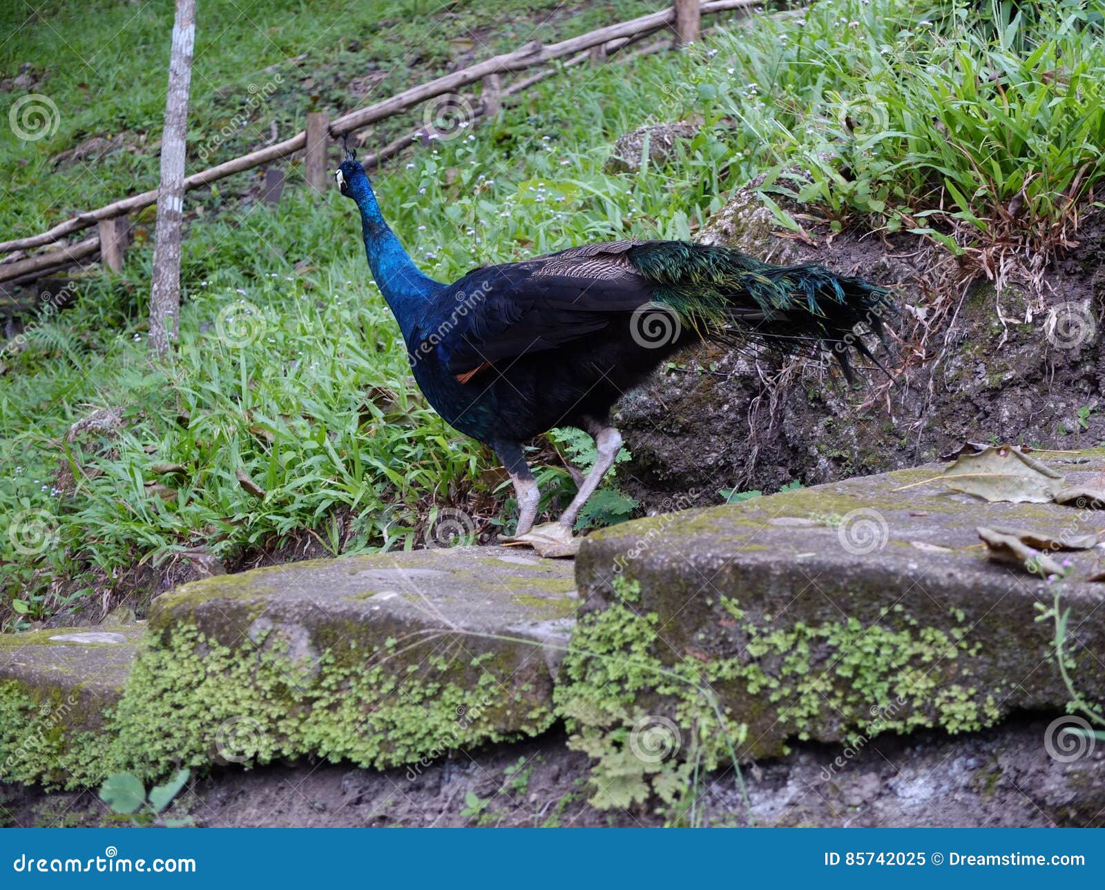 Peacock run away stock image. Image of stair, peacock - 85742025