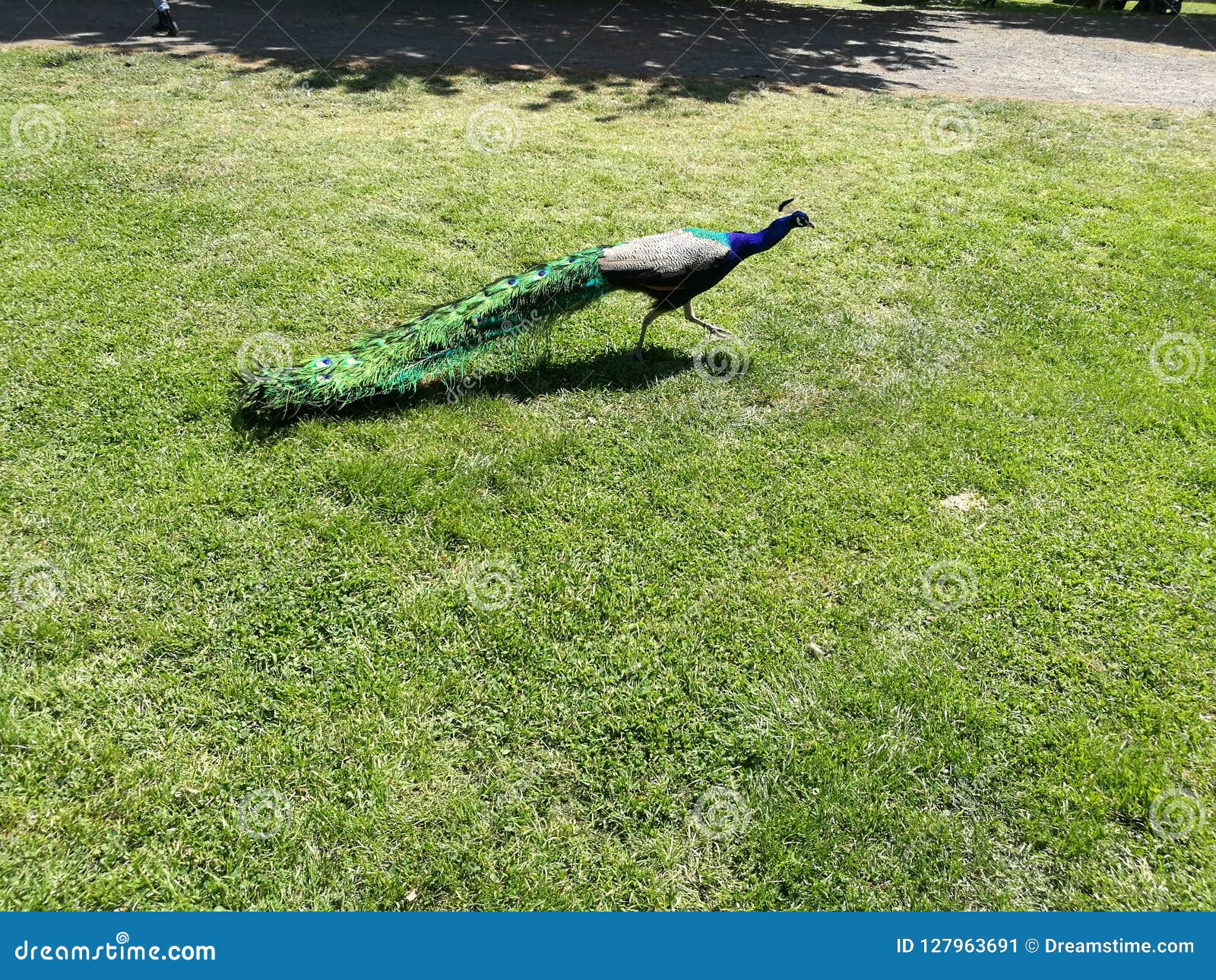 Peacock stock image. Image of sport, peacock, animal - 127963691