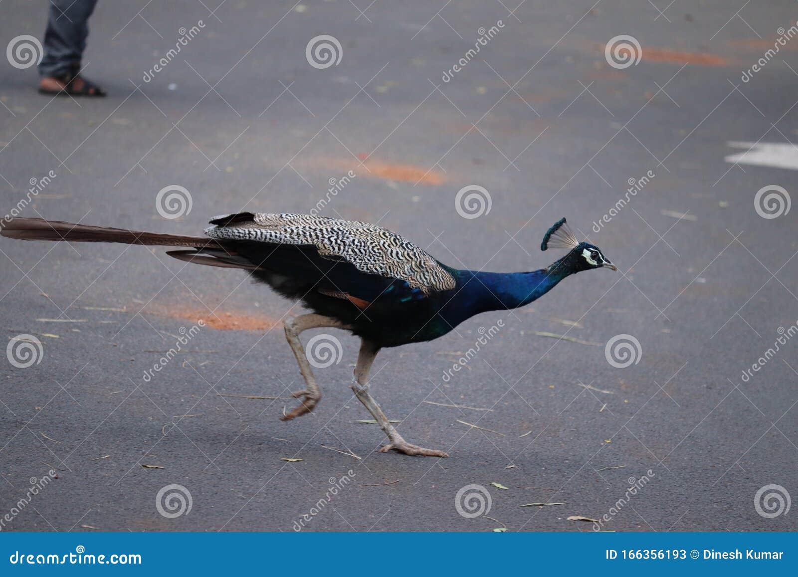 Peacock Running In The Garden Portrait Of A Peacock Stock Image Image