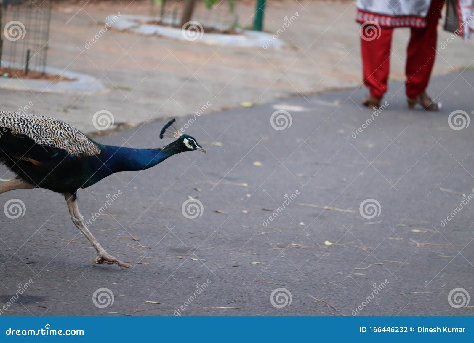 Peacock Running in the Garden.Portrait of a Peacock Stock Photo - Image ...