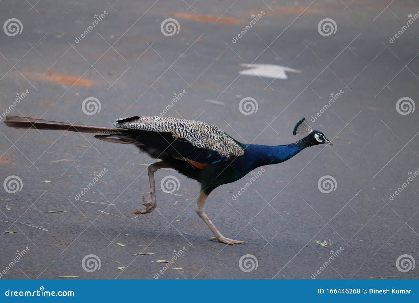 Peacock Running in the Garden.Portrait of a Peacock Stock Photo - Image ...