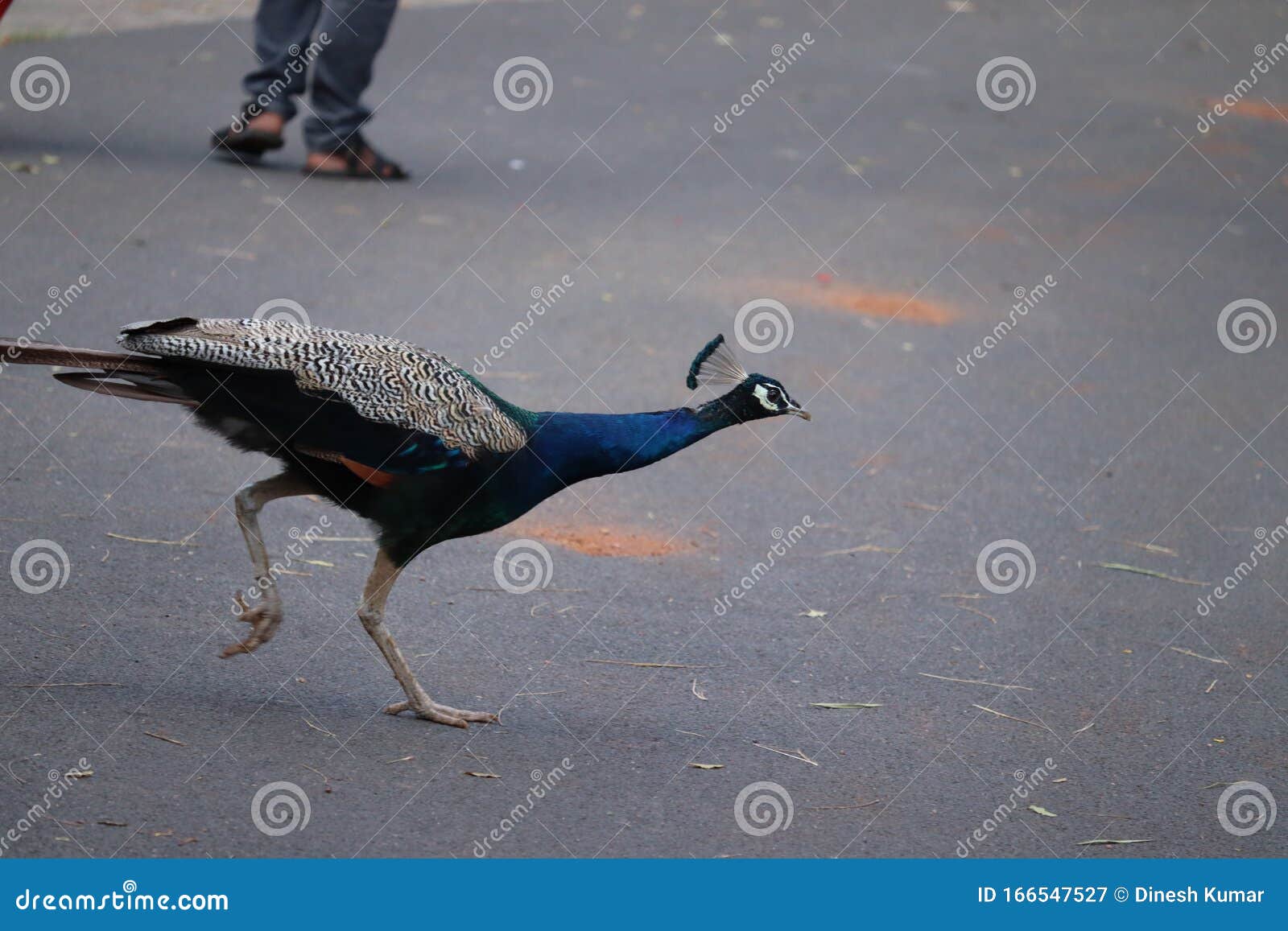 Peacock Running in the Garden.Portrait of a Peacock Stock Image - Image ...