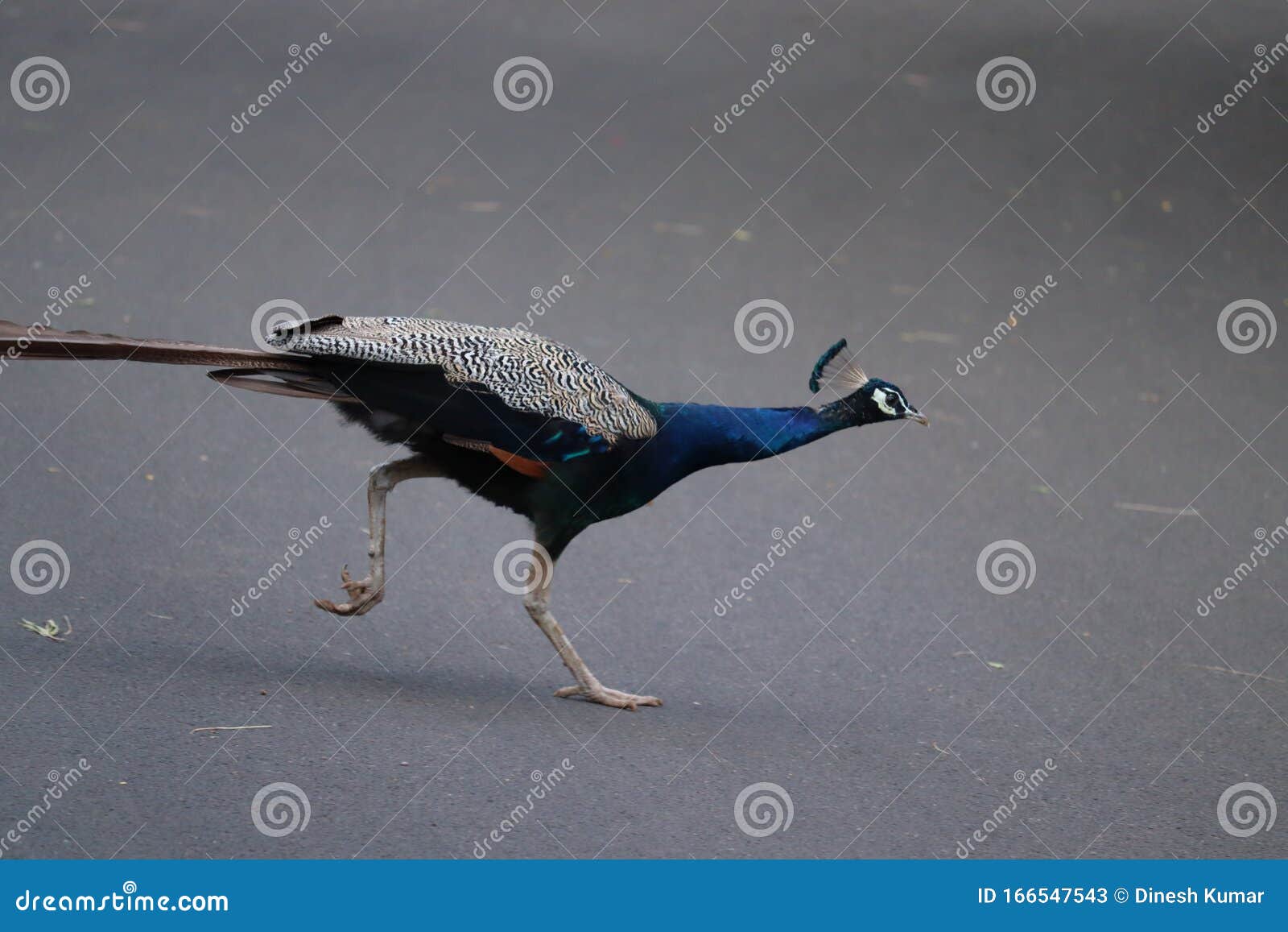 Peacock Running in the Garden.Portrait of a Peacock Stock Image - Image ...