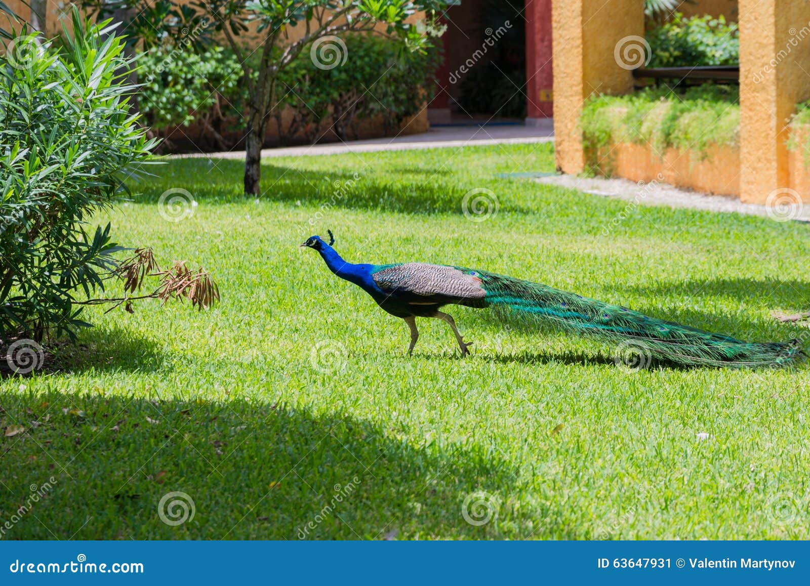 Peacock Running in a Hotel Backyard Stock Image - Image of beauty, blue ...