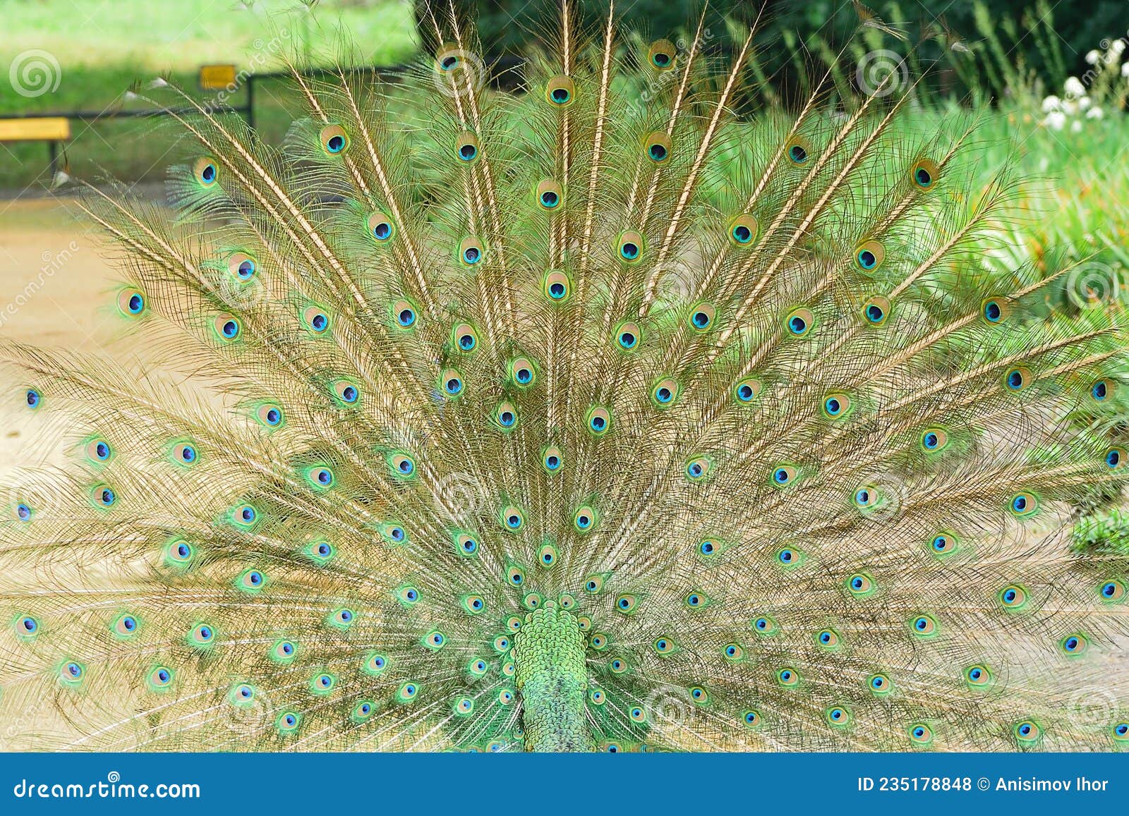 Peacock s fanned tail stock photo. Image of pattern - 235178848
