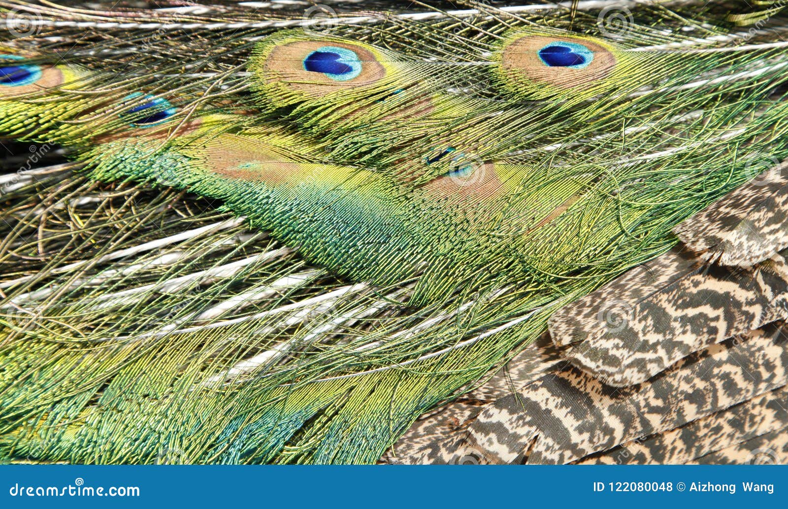 The peacock`s feathers stock photo. Image of group, nature - 122080048
