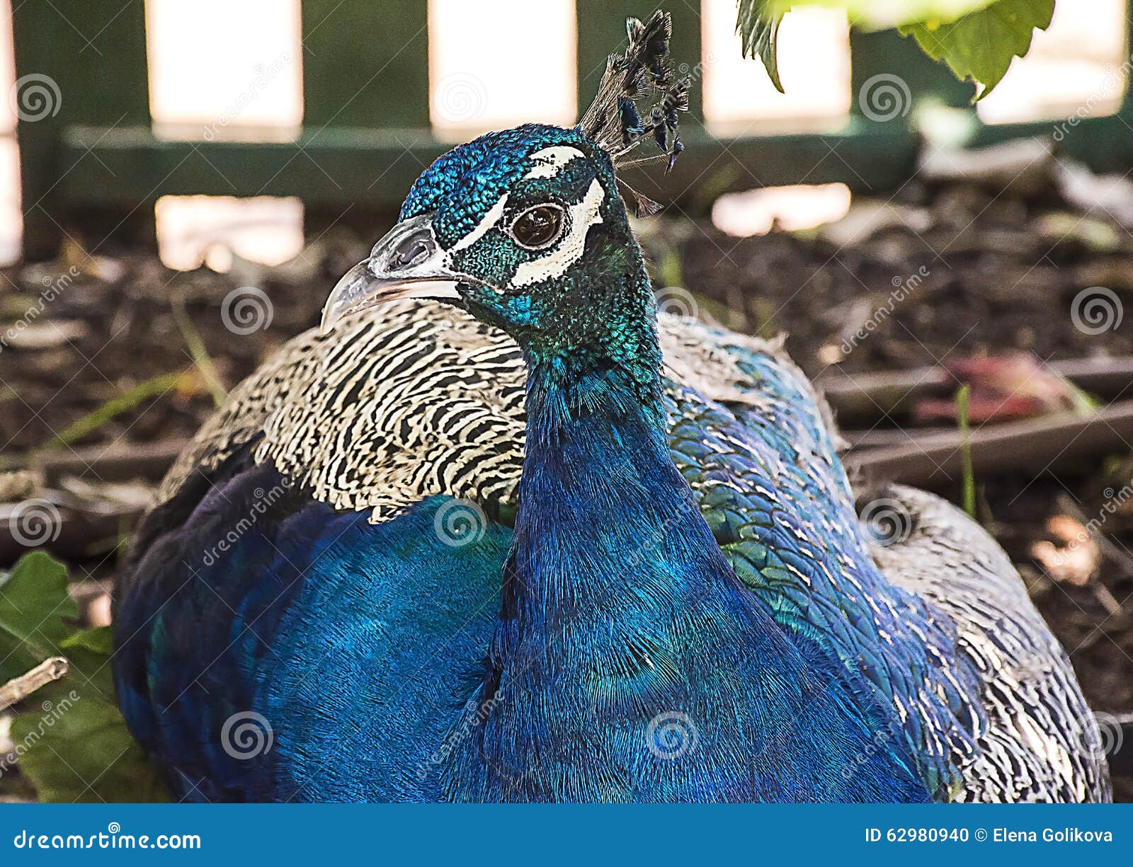 Peacock S Head, Peacock is Sitting Stock Photo - Image of head, crest ...