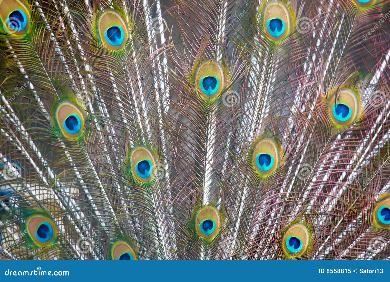 Peacocks,peacocks Tail On White Background,close Up View Peacock ...