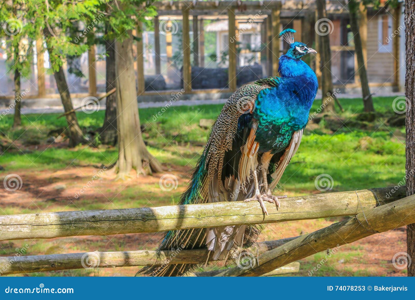 Peacock in safari stock image. Image of safari, green - 74078253
