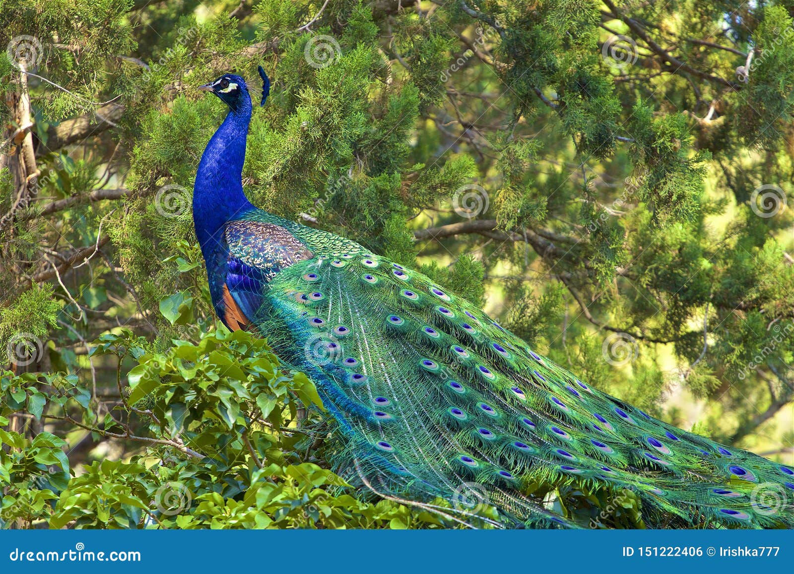 Beautiful Peacock Sitting in the Tree, Spain Stock Photo - Image of ...