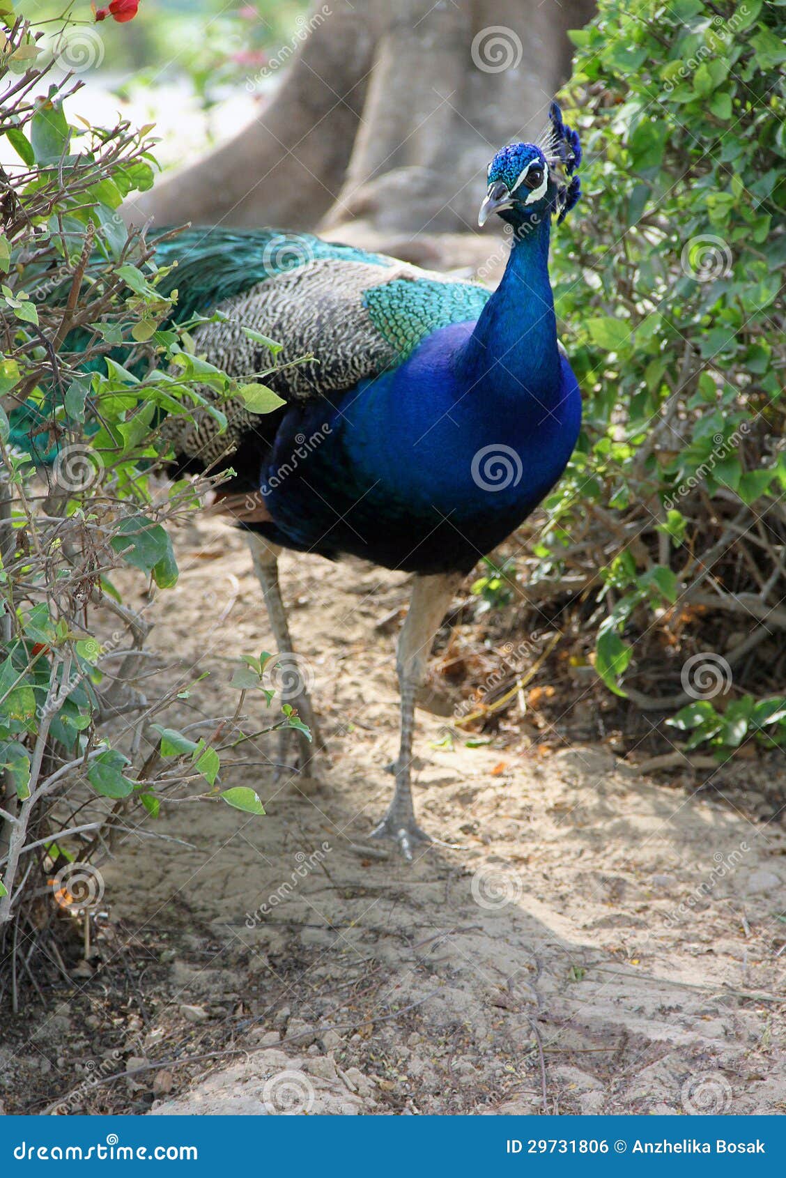 Peacock in a garden stock photo. Image of beauty, colored - 29731806