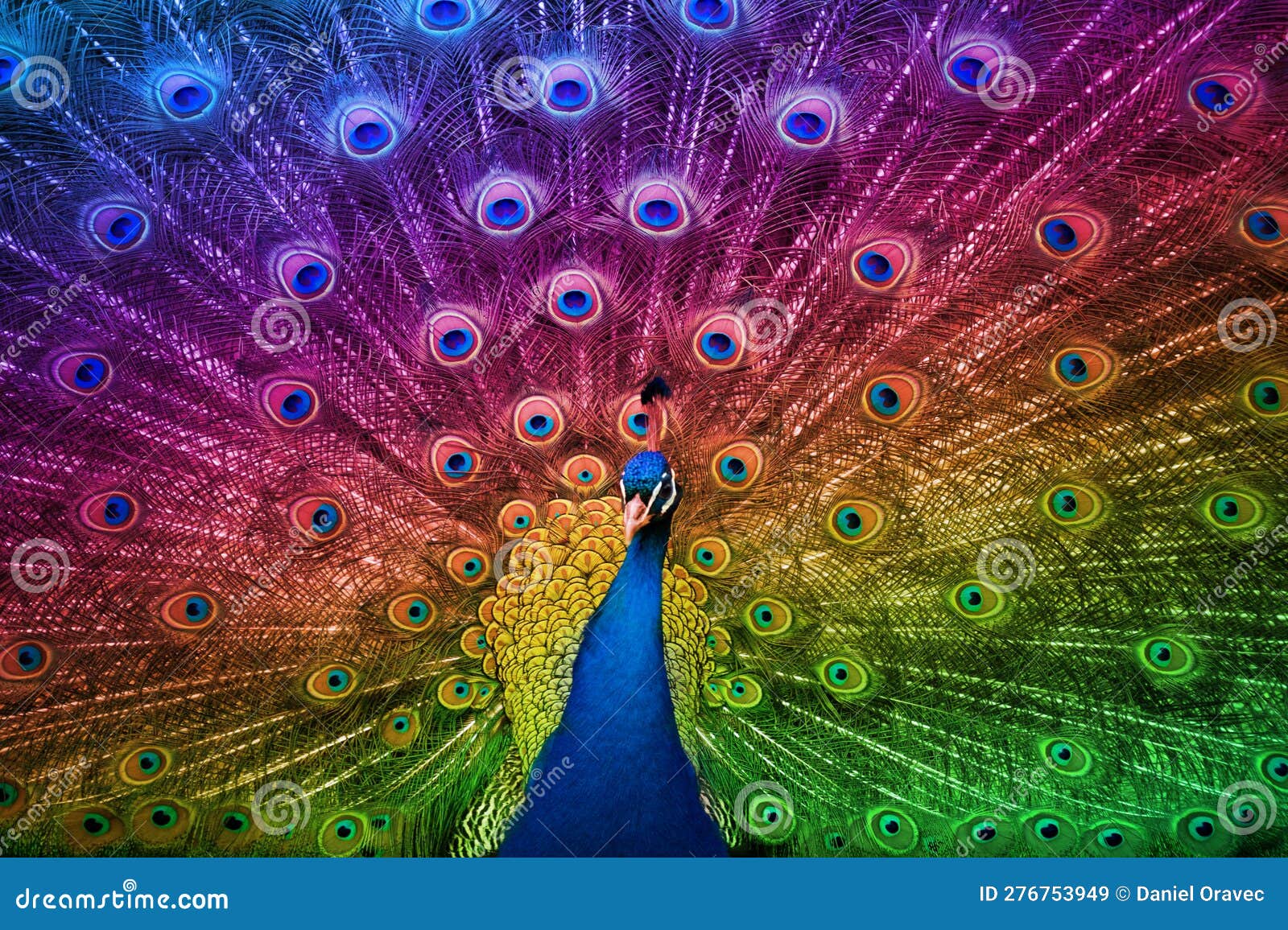 Peacock in Saturated Colours Stock Image - Image of blue, bright: 276753949