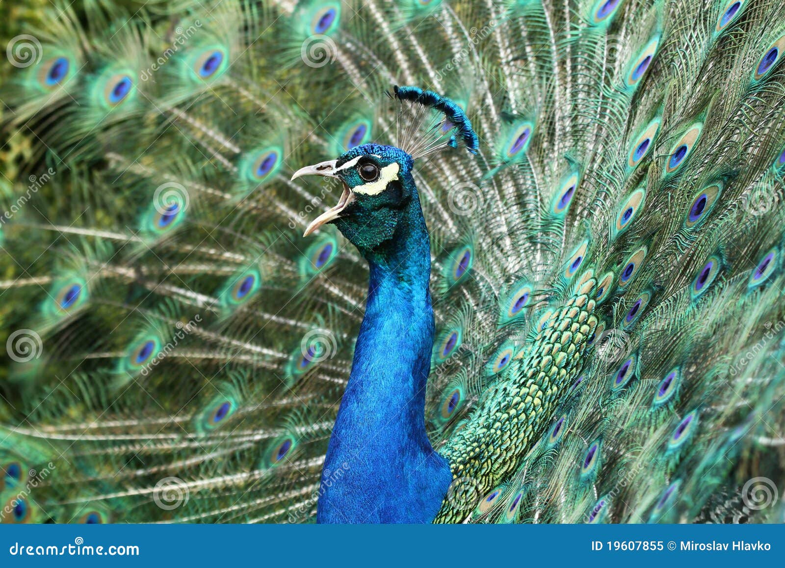 Peacock screaming stock image. Image of lofty, presentation - 19607855