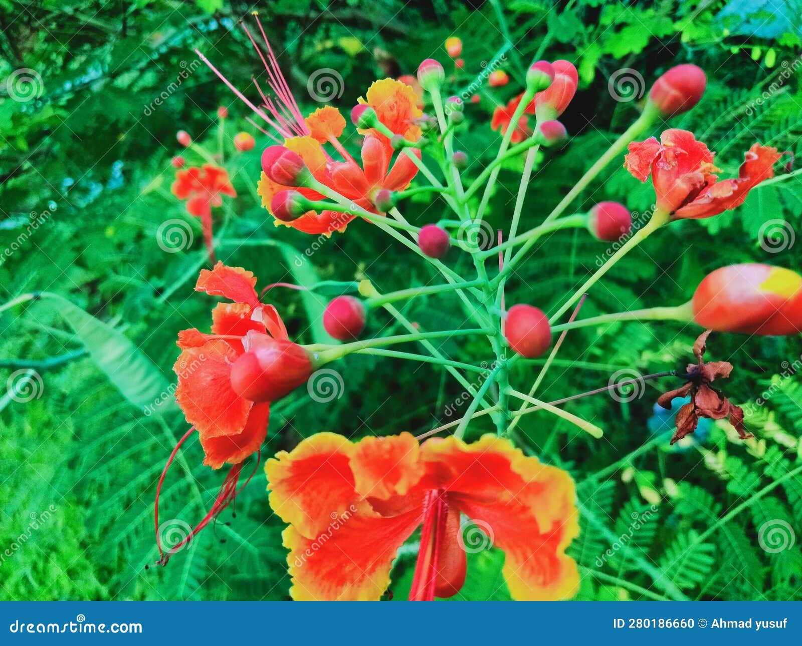 Peacock Seed Flower or Red Fire Leaf Flower with Beautiful and Fresh ...