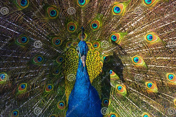 Peacock Shadow stock image. Image of beautiful, colourful - 223716363