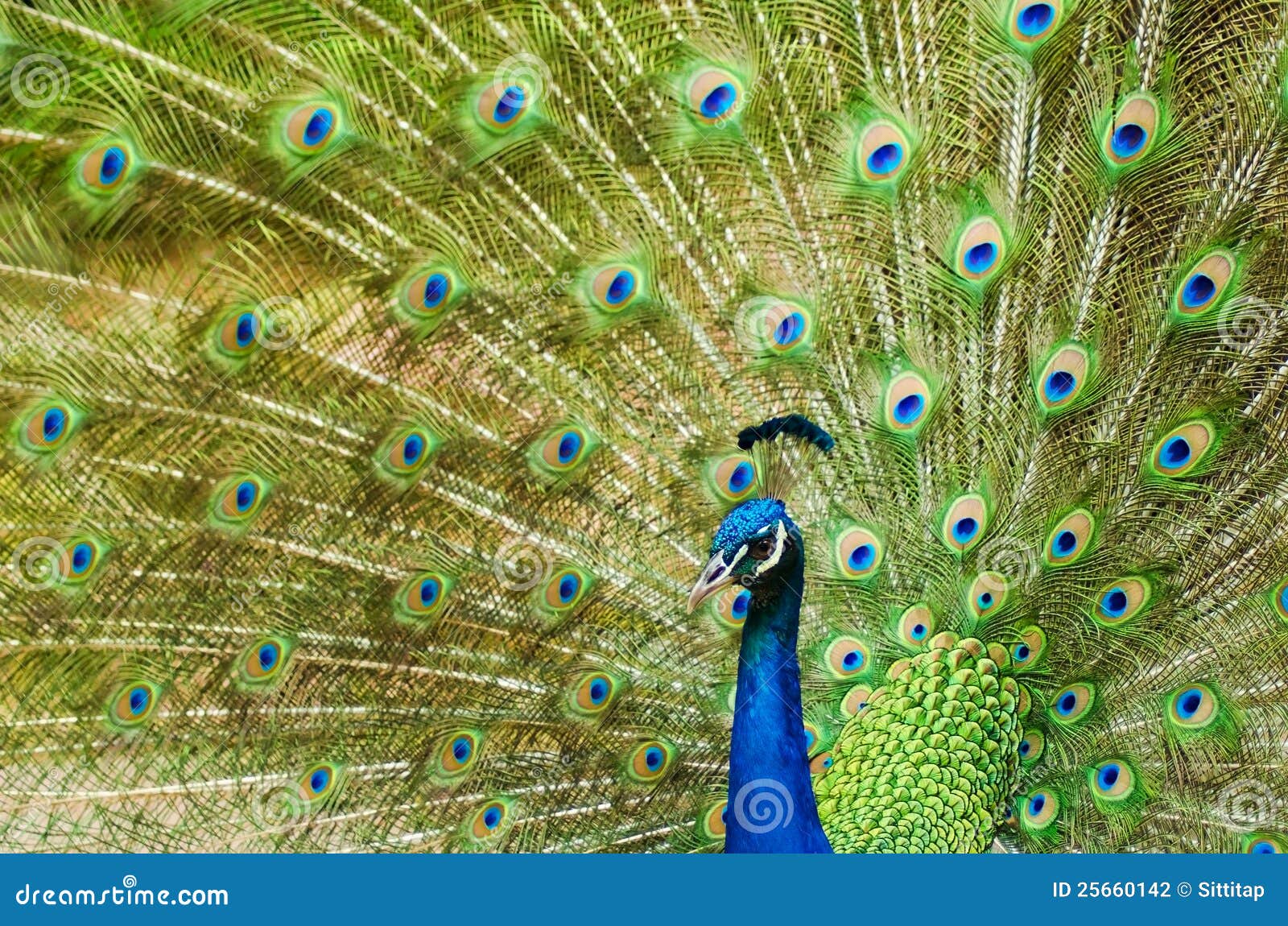 Peacock Showing Its Beautiful Feathers Stock Photo - Image of ...