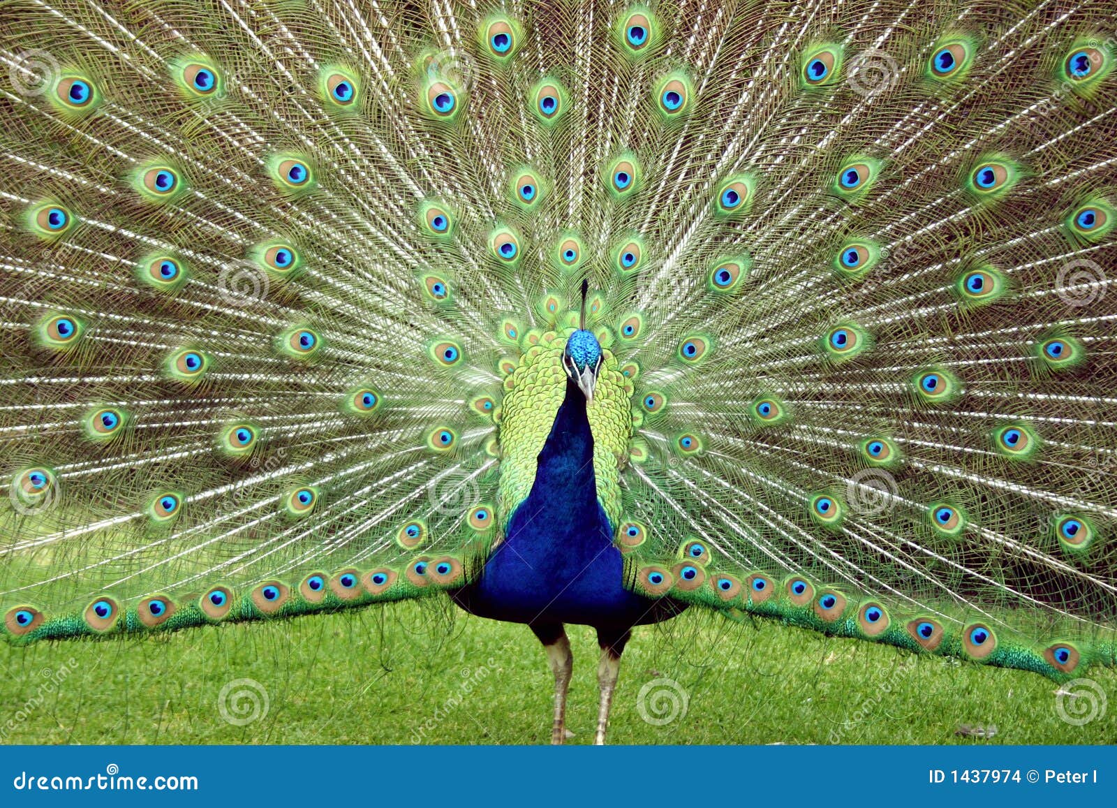 Peacock Showing Its Bright Feathers Stock Photo - Image of animal ...