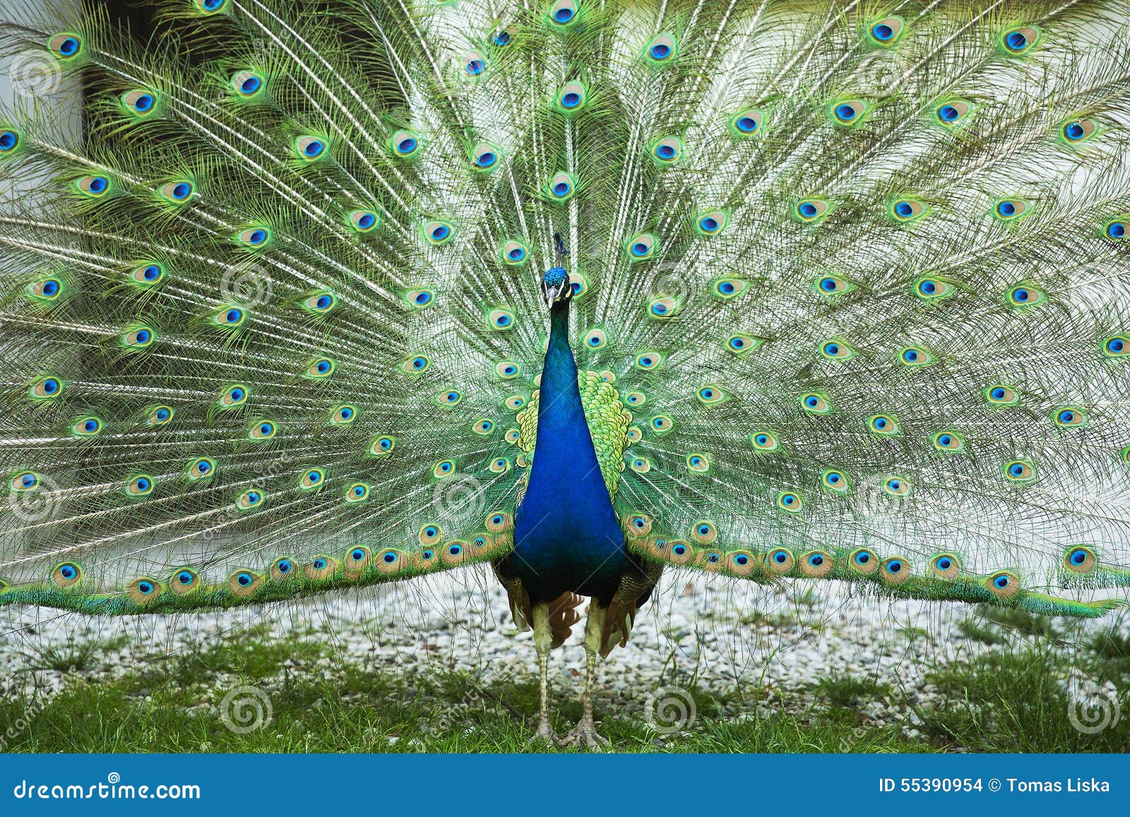 A peacock stock photo. Image of attention, color, charming - 55390954