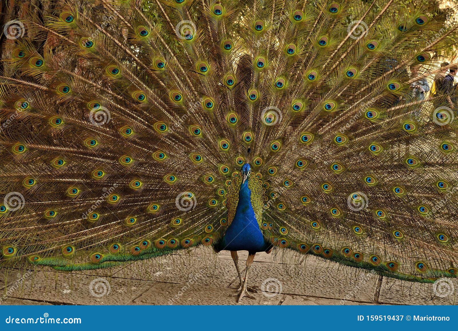Peacock teaching feathers stock image. Image of wings - 159519437