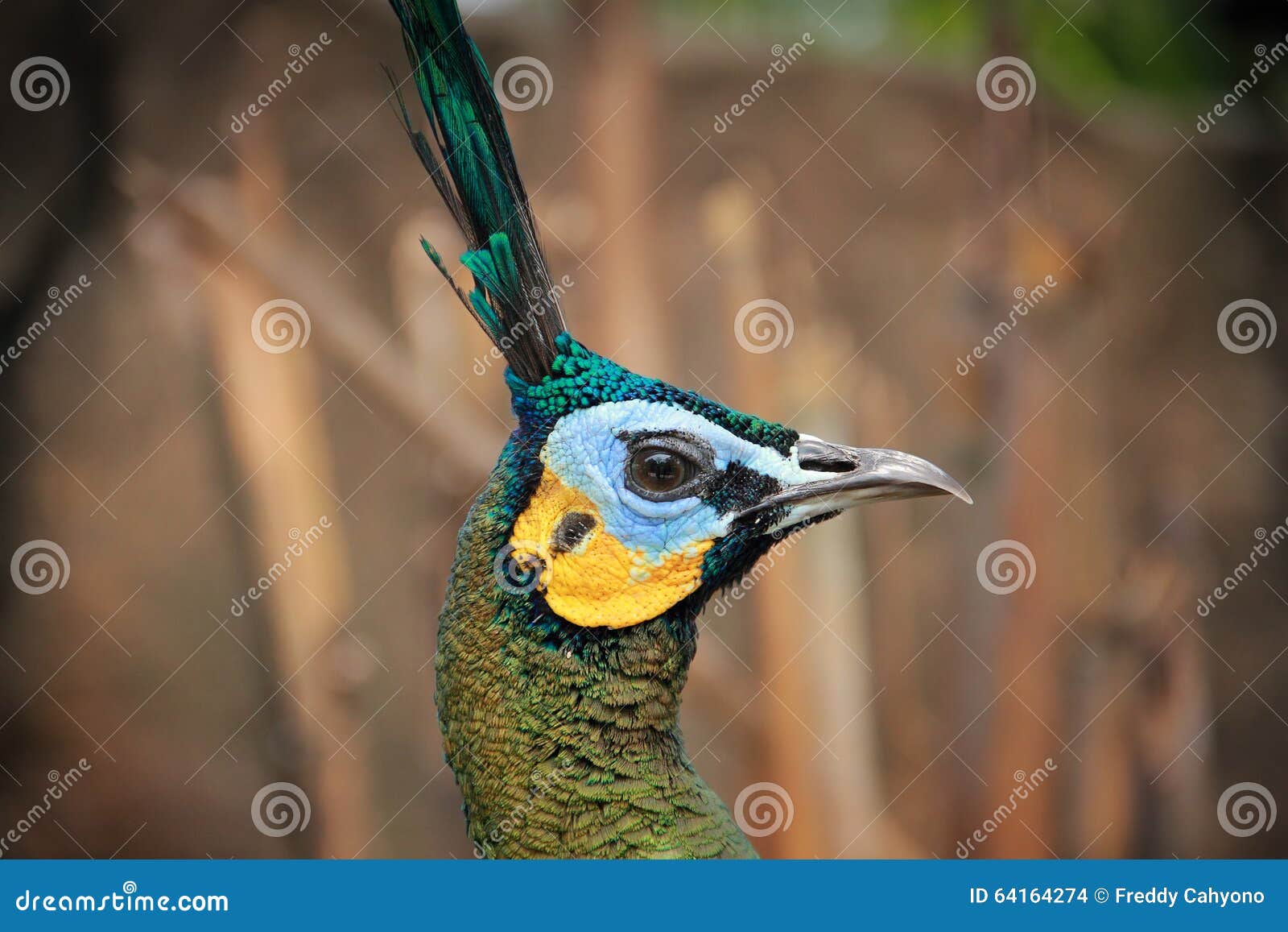 Peacock side face profile stock photo. Image of asiatic - 64164274