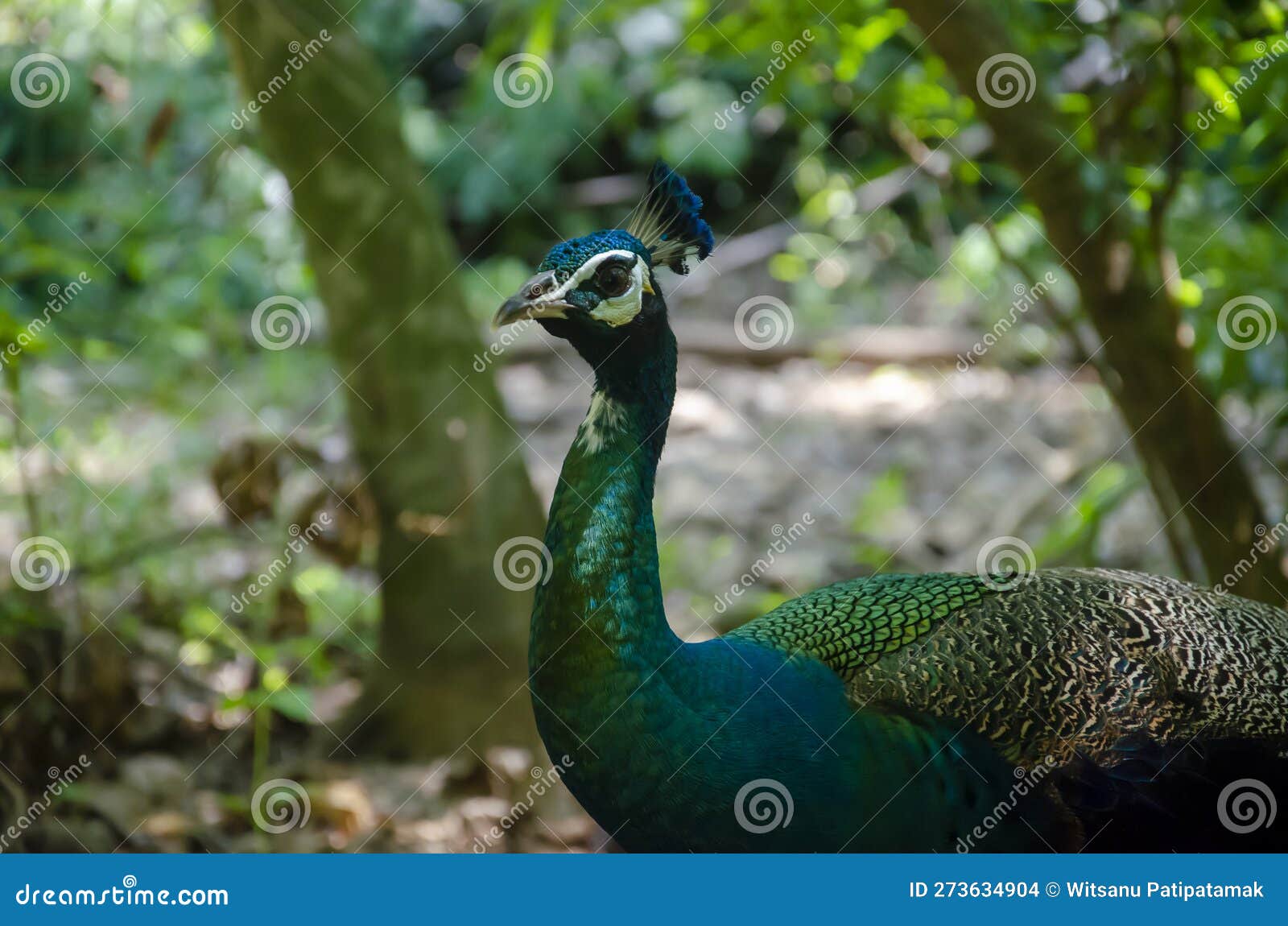 Peacock Side Face Standing in the Wild Nature Stock Photo - Image of ...