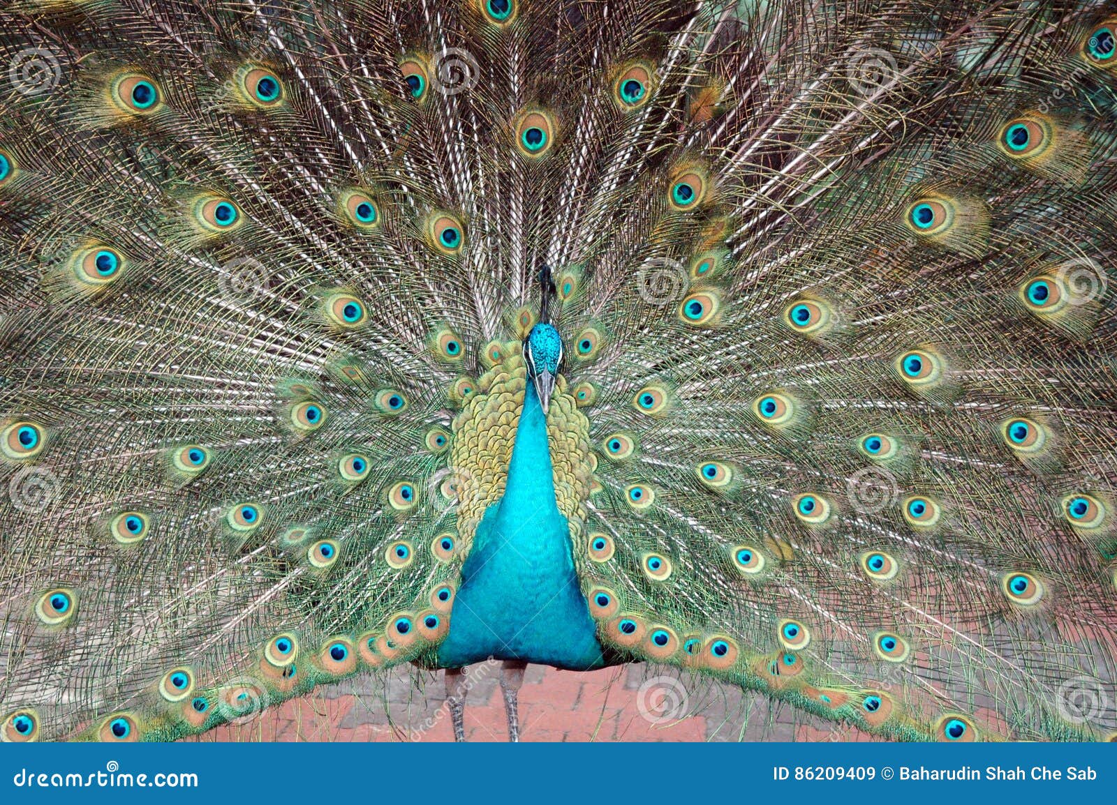 The peacock stock image. Image of bird, view, formation - 86209409