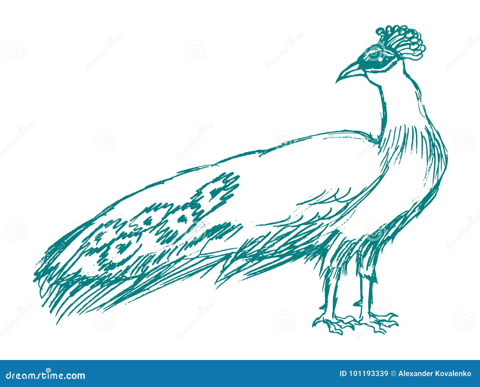 Peacock, side view stock illustration. Illustration of decoration ...