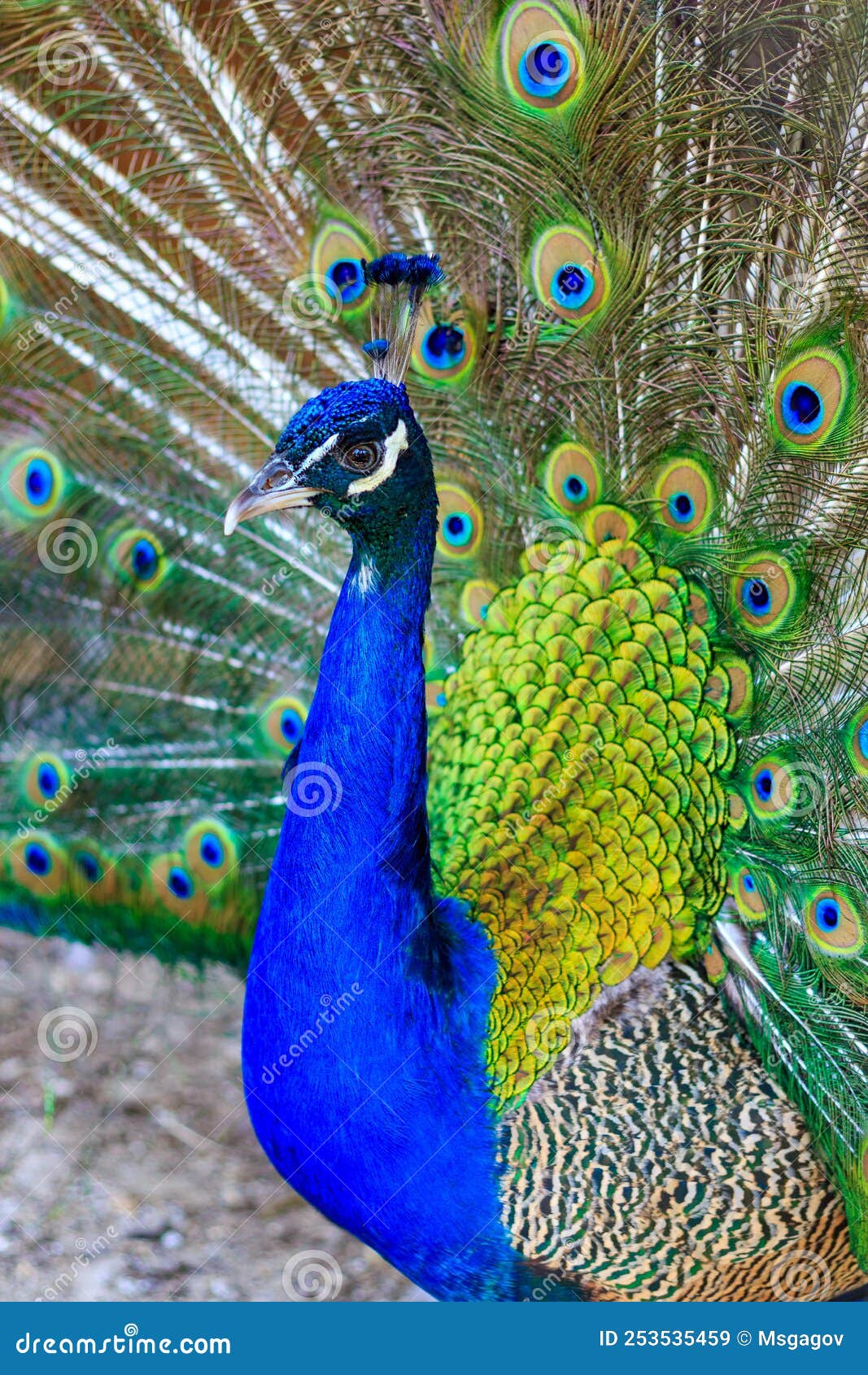 Peacock side view stock image. Image of ritual, wing - 253535459